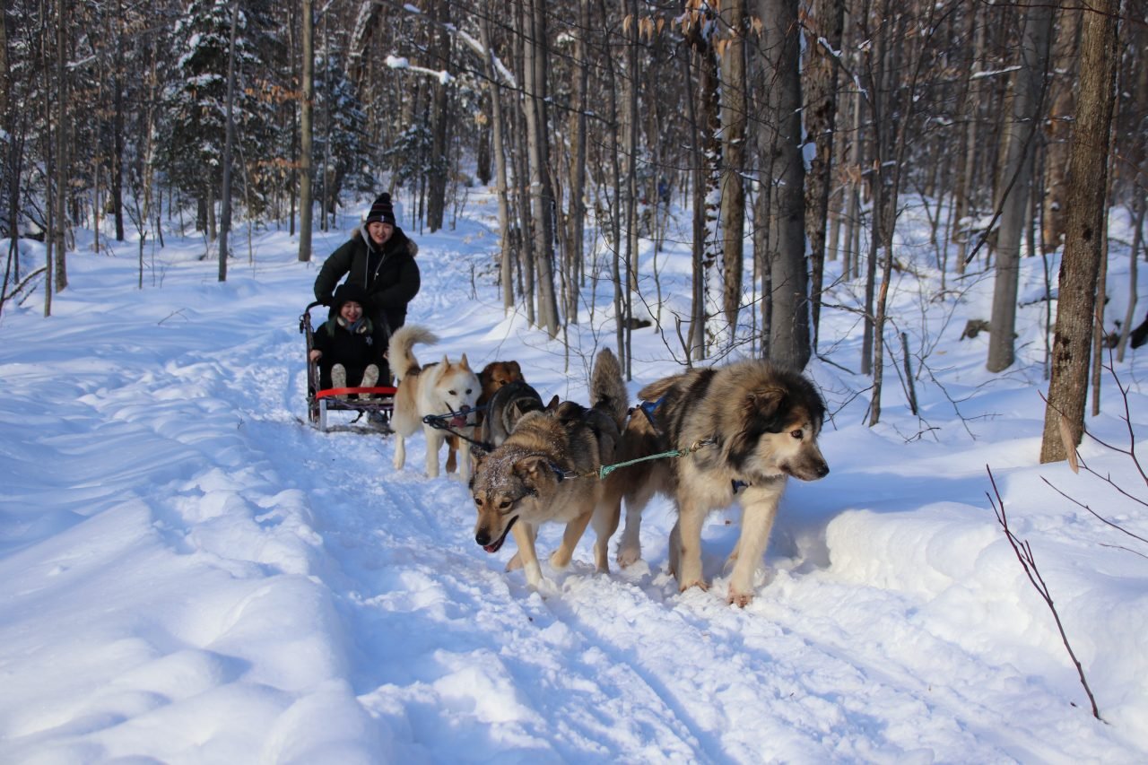 DOG SLEDDING - Most Popular Half Day Trip from Toronto